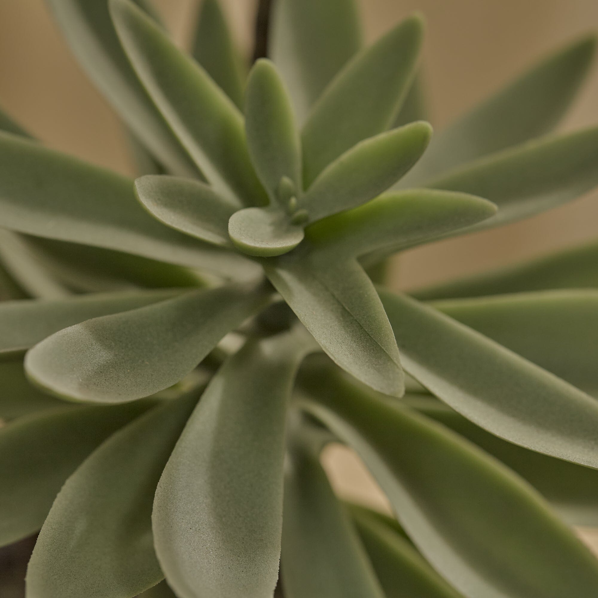 Kew 48cm Succulent In Paper Mache Pot – Laura James